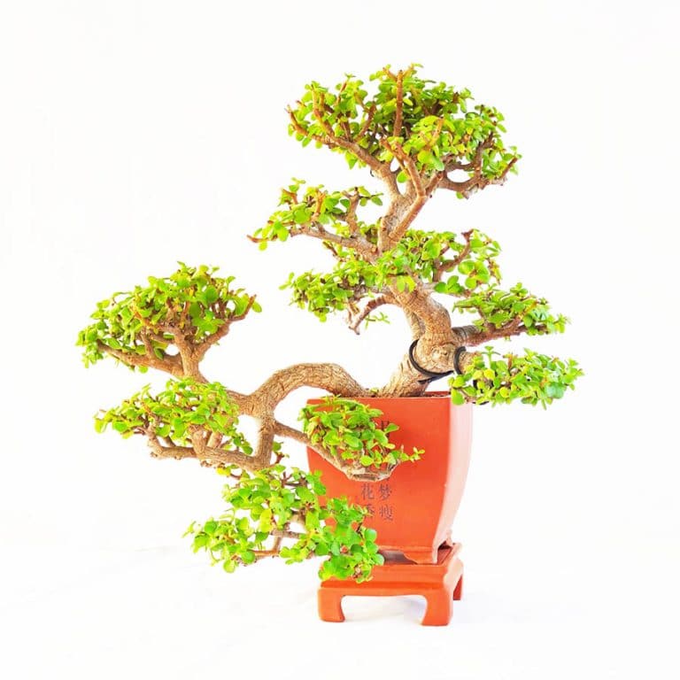 בונסאי פלפלון סיני (Zanthoxylum beecheyanum) Sichuan pepper - בונסאי ארט