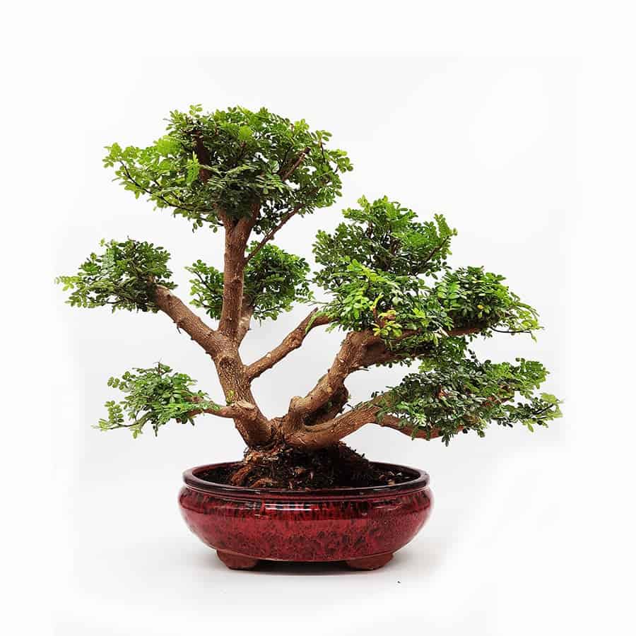 בונסאי פלפון סיני (Zanthoxylum beecheyanum) Sichuan pepper - בונסאי ארט