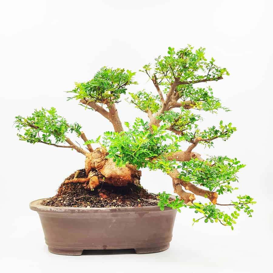 בונסאי פלפון סיני (Zanthoxylum beecheyanum) Sichuan pepper - בונסאי ארט