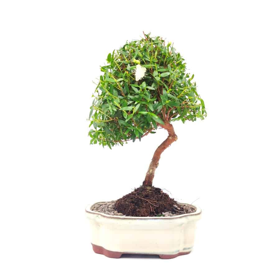 בונסאי פלפלון סיני (Zanthoxylum beecheyanum) Sichuan pepper - בונסאי ארט