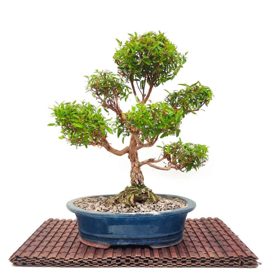 בונסאי פלפון סיני (Zanthoxylum beecheyanum) Sichuan pepper - בונסאי ארט
