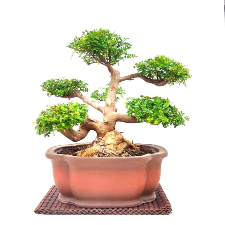 בונסאי פלפון סיני (Zanthoxylum beecheyanum) Sichuan pepper - בונסאי ארט