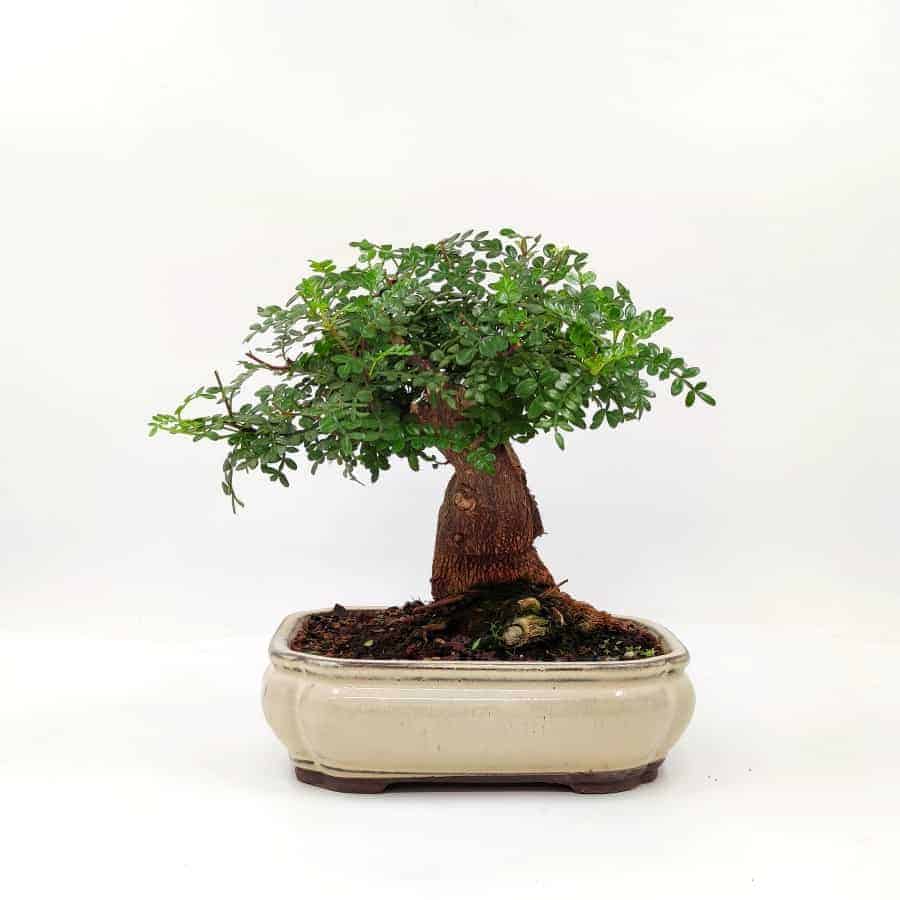בונסאי פלפון סיני (Zanthoxylum beecheyanum) Sichuan pepper - בונסאי ארט