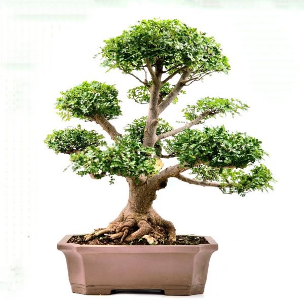 בונסאי פלפלון סיני (Zanthoxylum beecheyanum) Sichuan pepper - בונסאי ארט