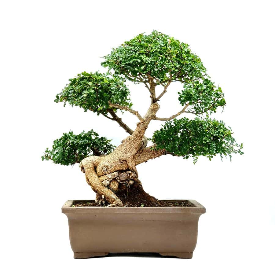 בונסאי פלפלון סיני (Zanthoxylum beecheyanum) Sichuan pepper - בונסאי ארט