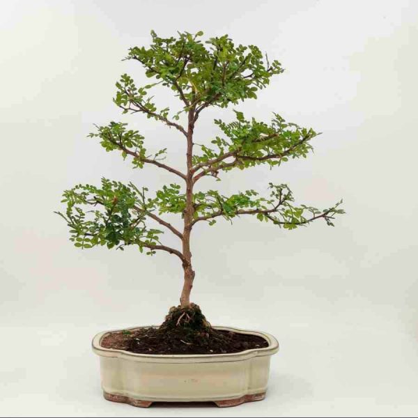 בונסאי פלפון סיני (Zanthoxylum beecheyanum) Sichuan pepper - בונסאי ארט
