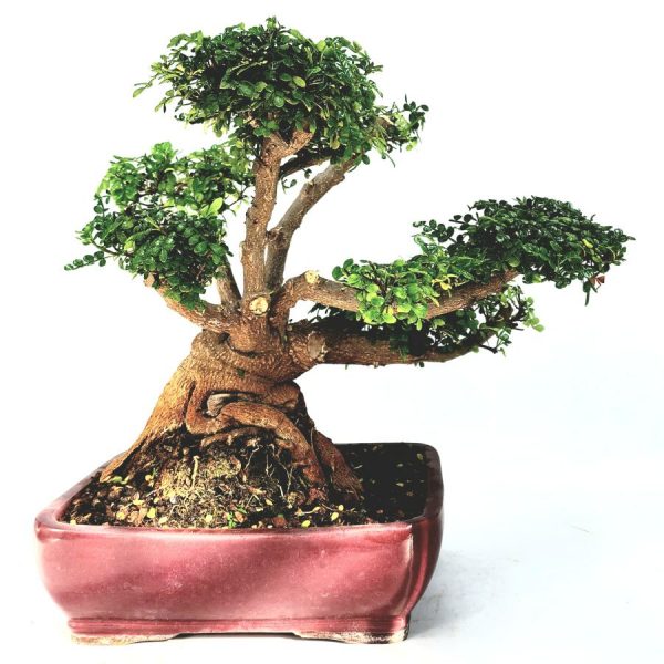 בונסאי פלפון סיני (Zanthoxylum beecheyanum) Sichuan pepper - בונסאי ארט