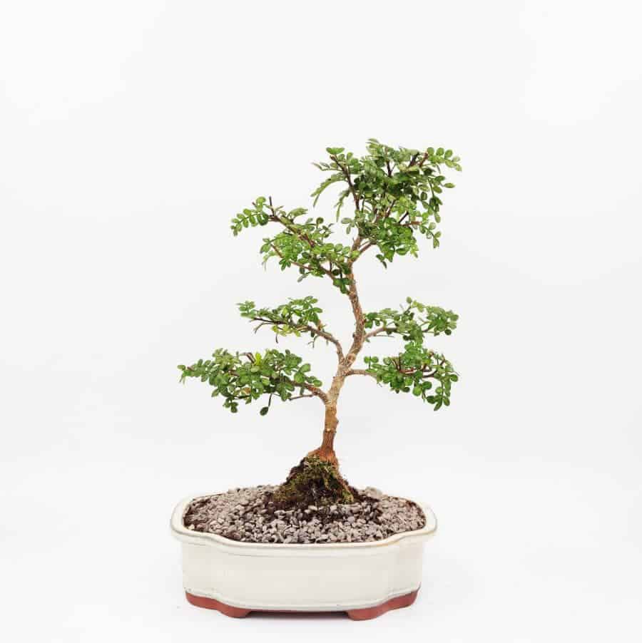 בונסאי פלפון סיני (Zanthoxylum beecheyanum) Sichuan pepper - בונסאי ארט
