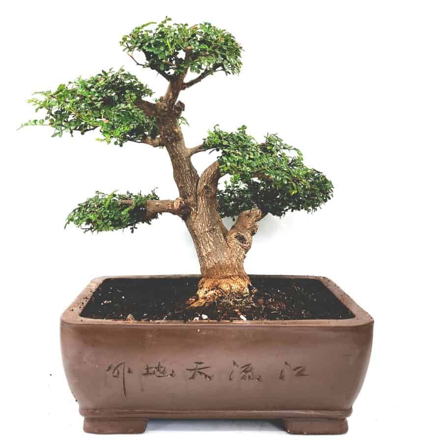 בונסאי פלפלון סיני (Zanthoxylum beecheyanum) Sichuan pepper - בונסאי ארט
