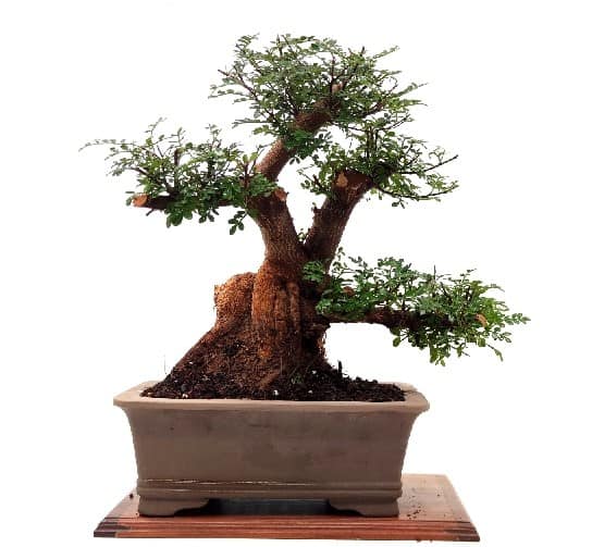בונסאי פלפון סיני (Zanthoxylum beecheyanum) Sichuan pepper - בונסאי ארט