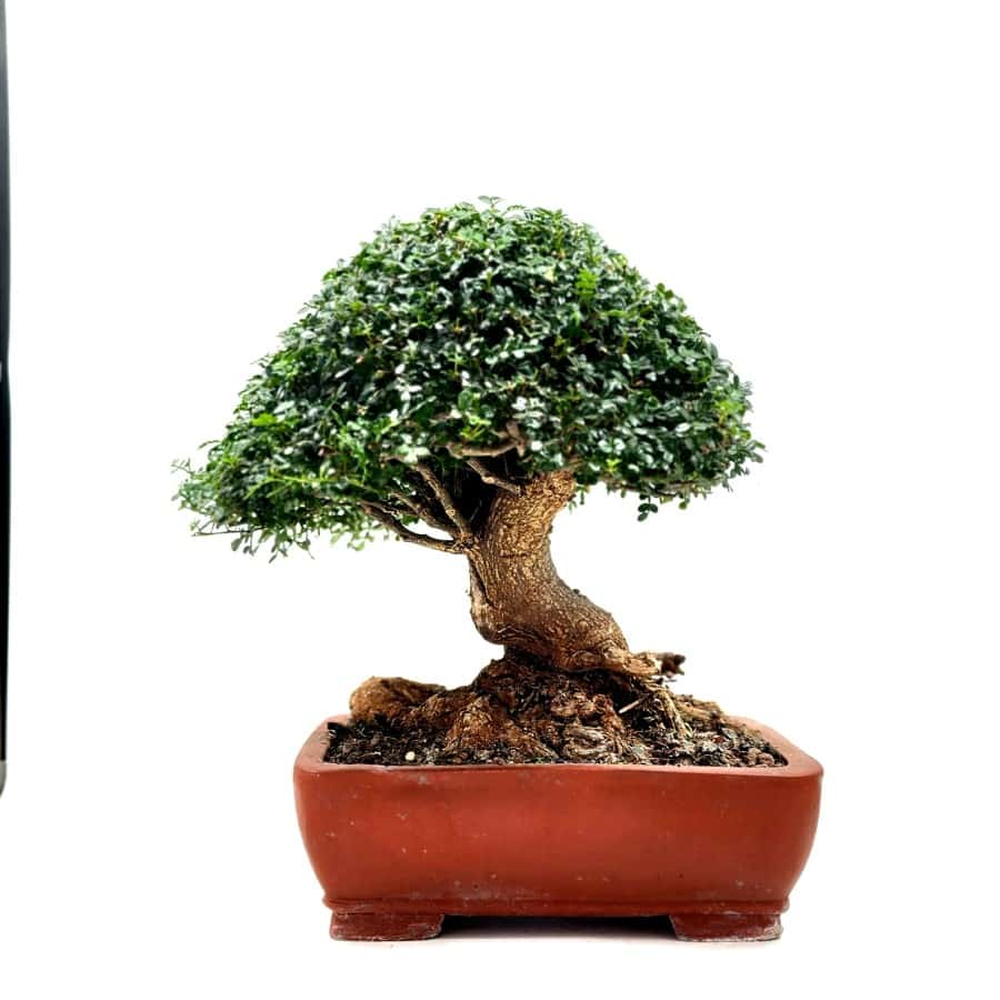 בונסאי פלפלון סיני (Zanthoxylum beecheyanum) Sichuan pepper - בונסאי ארט