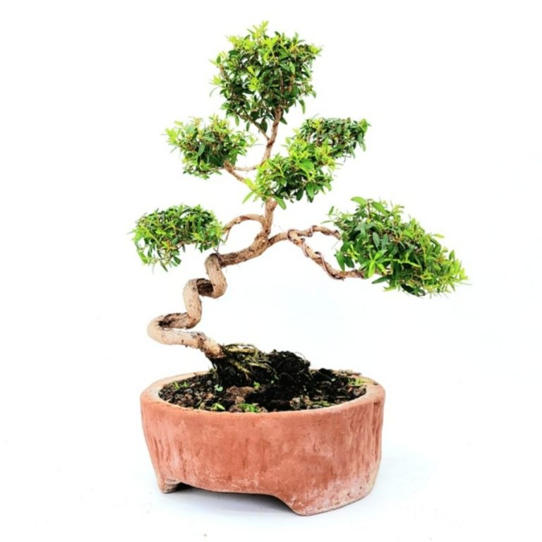 בונסאי פלפלון סיני (Zanthoxylum beecheyanum) Sichuan pepper - בונסאי ארט