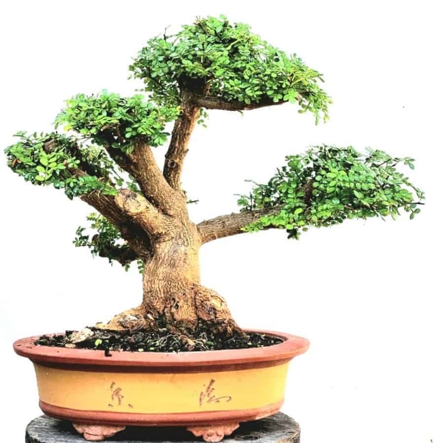 בונסאי פלפלון סיני (Zanthoxylum beecheyanum) Sichuan pepper - בונסאי ארט