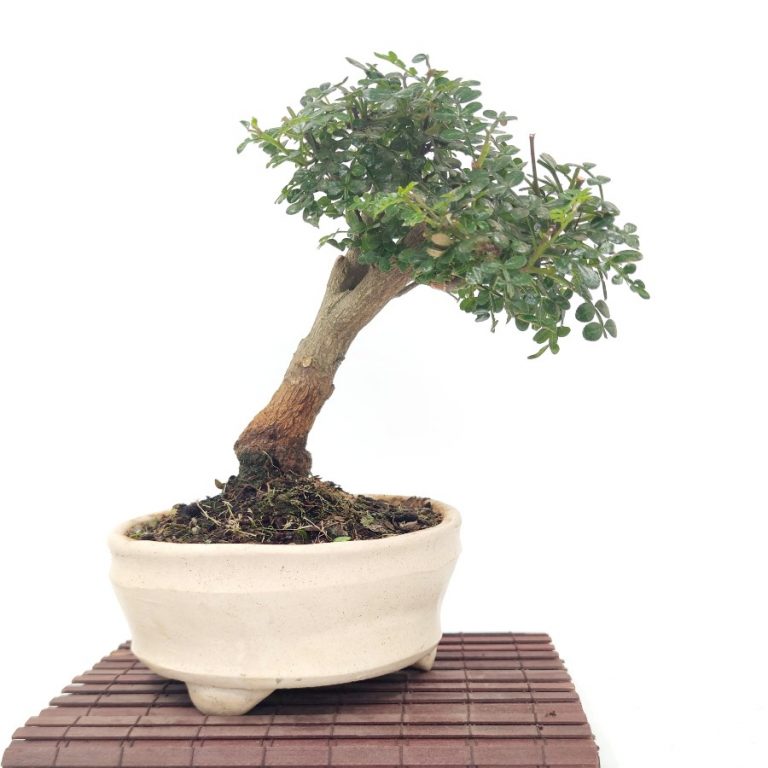 בונסאי פלפון סיני (Zanthoxylum beecheyanum) Sichuan pepper - בונסאי ארט